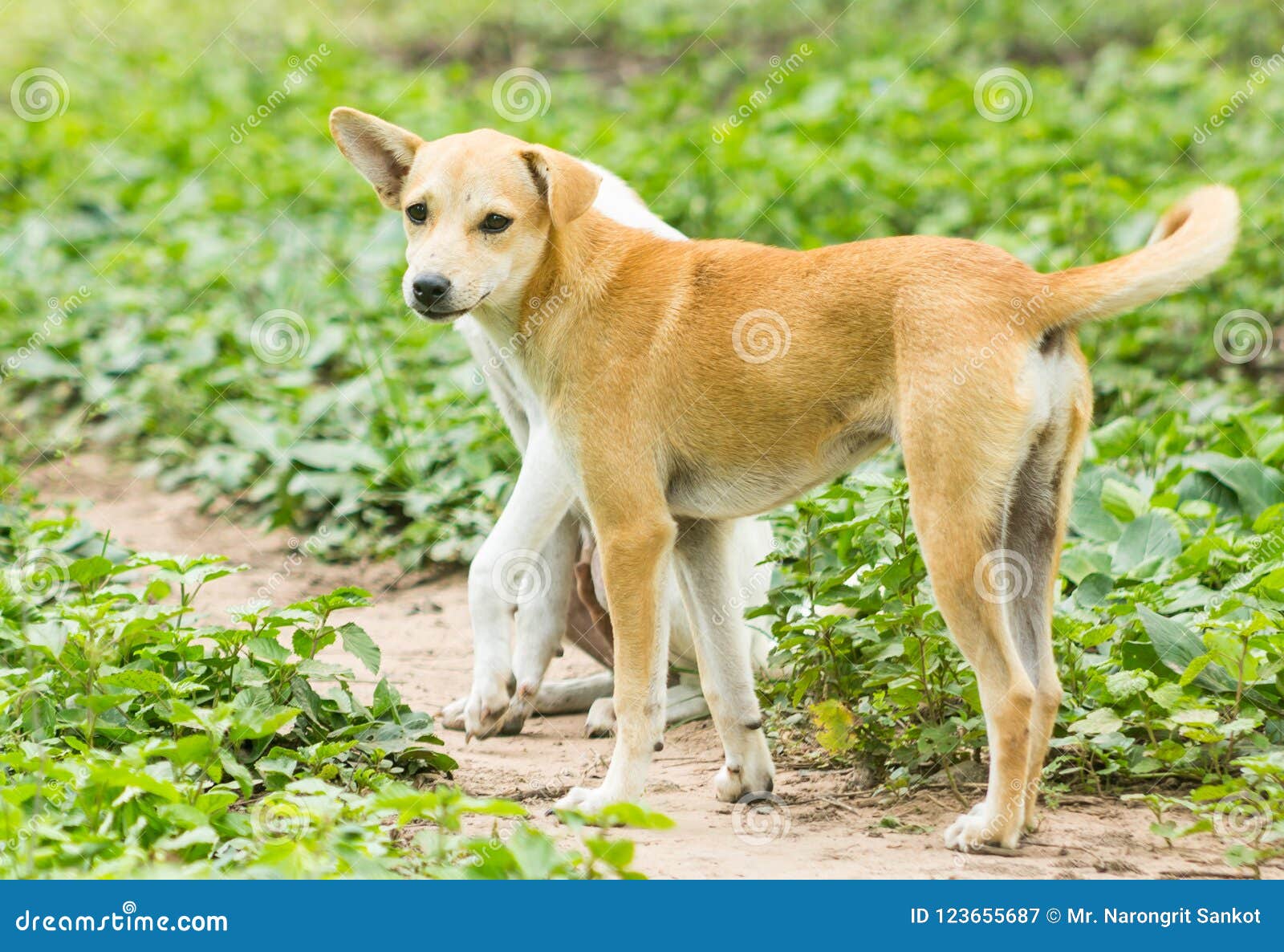 Thai Dog stock image. Image of canine, countryside, cute - 123655687
