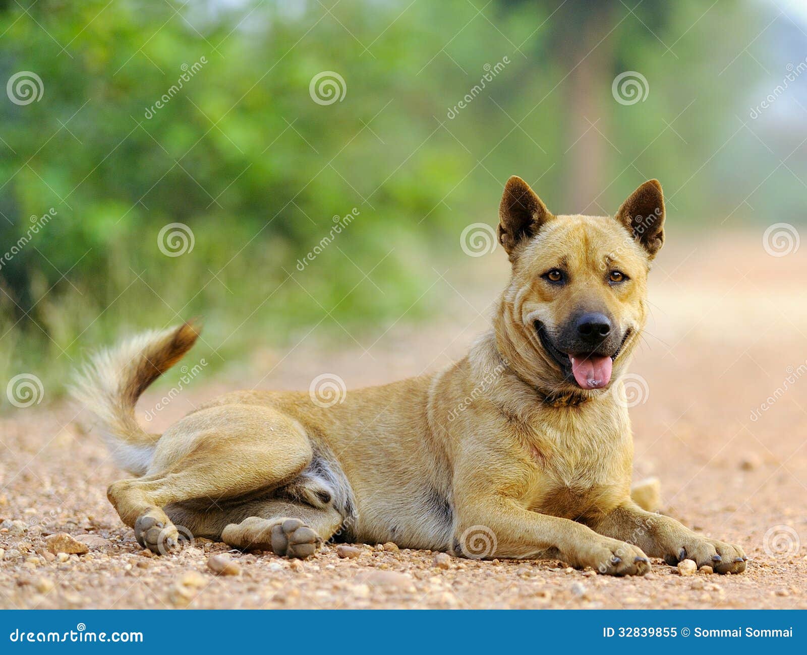 Thai dog relax on street stock image. Image of look, road - 32839855