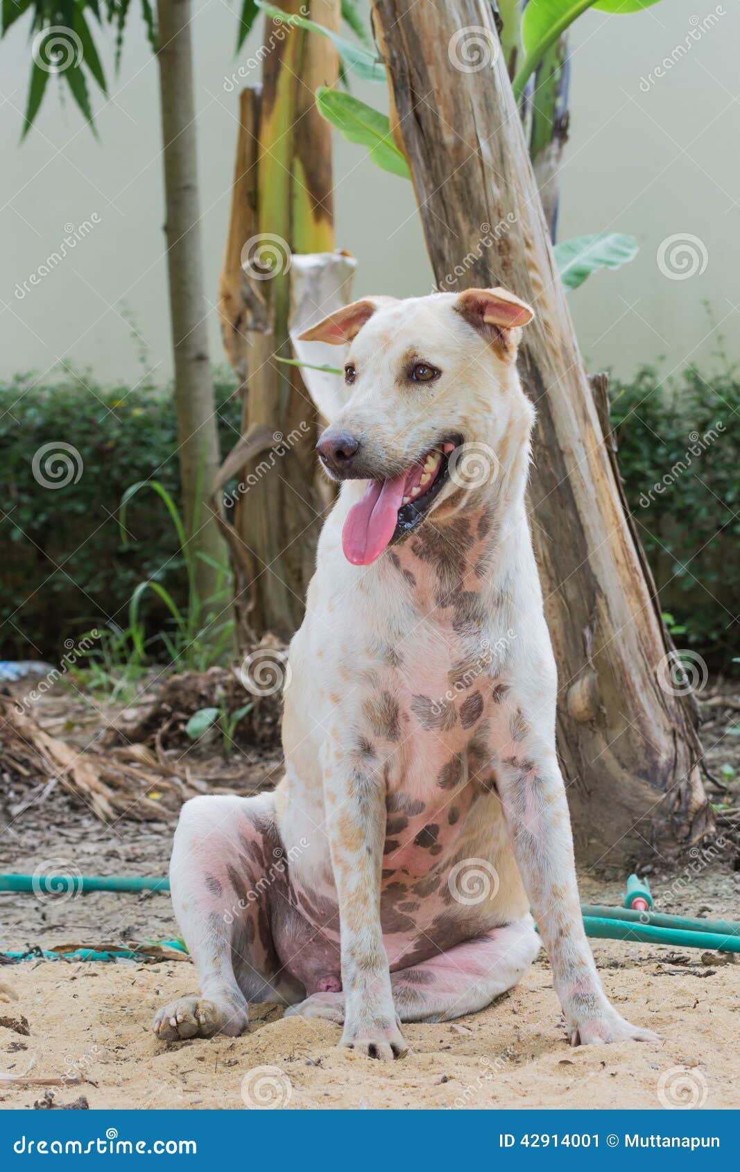 Thai Dog Sitting Under Tree Stock Image - Image of home, tounge: 42914001