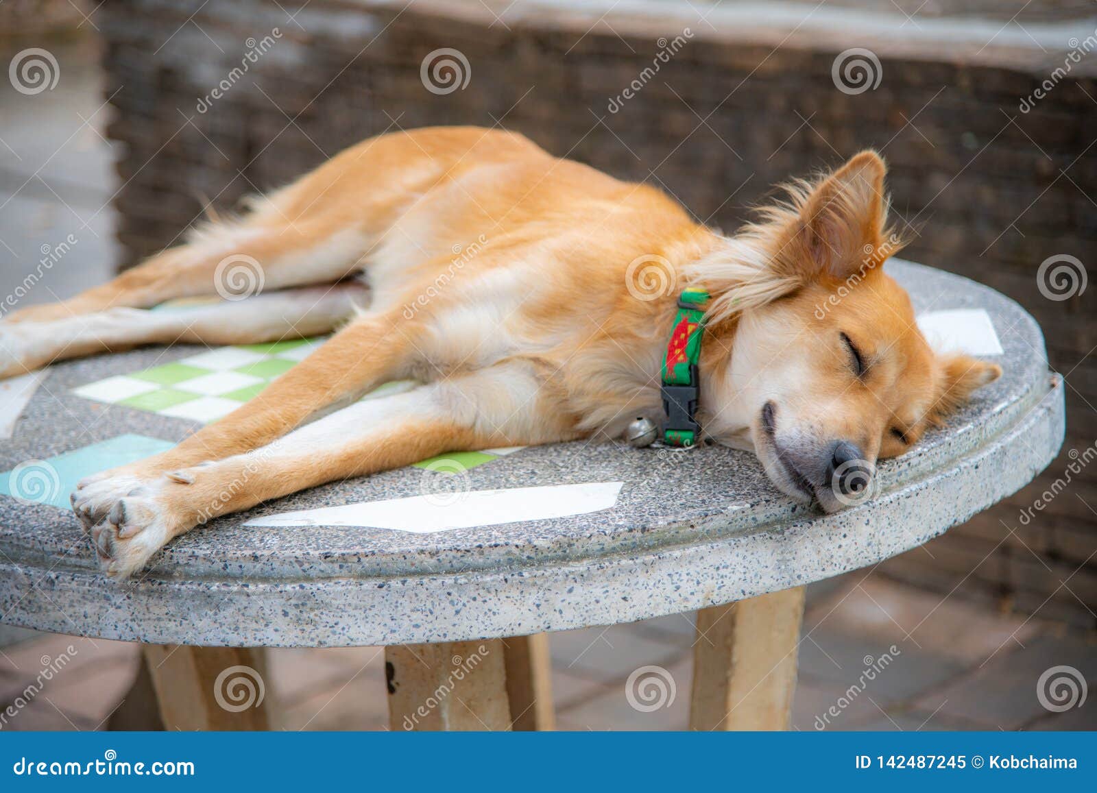 Thai Dog is Sleeping on the Table Stock Image - Image of relaxation ...