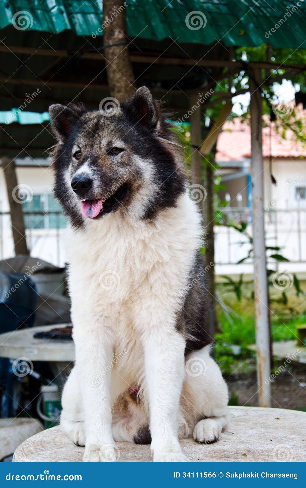 Thai dog stock photo. Image of portrait, carnivore, breed - 34111566