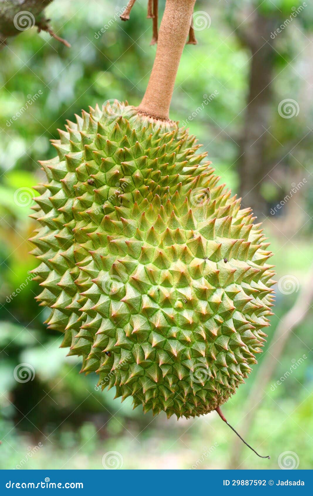 A Thai Durain stock photo. Image of king, cultivate, tree - 29887592