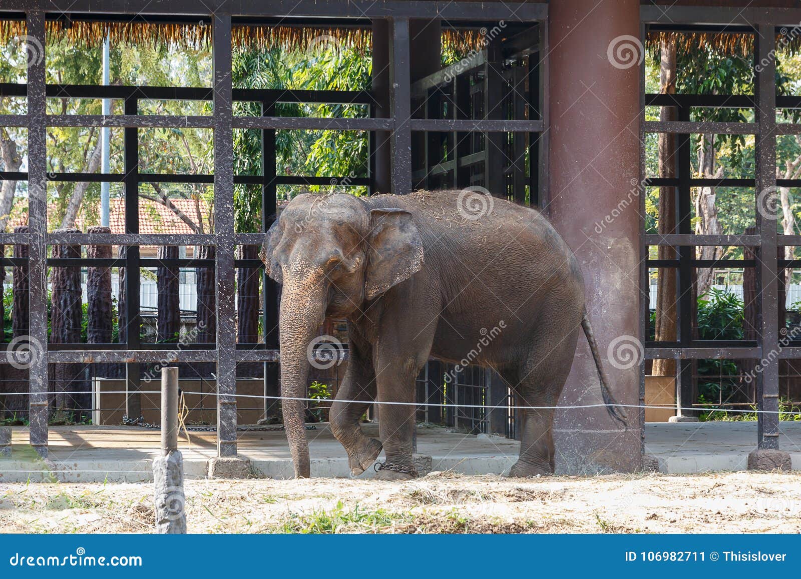Elephant in cage. stock image. Image of tourism, large - 106982711