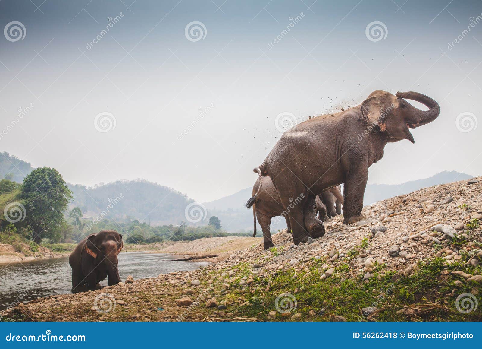 A Thai Elephant Cleans Himself Stock Photo - Image of heavy, bath: 56262418
