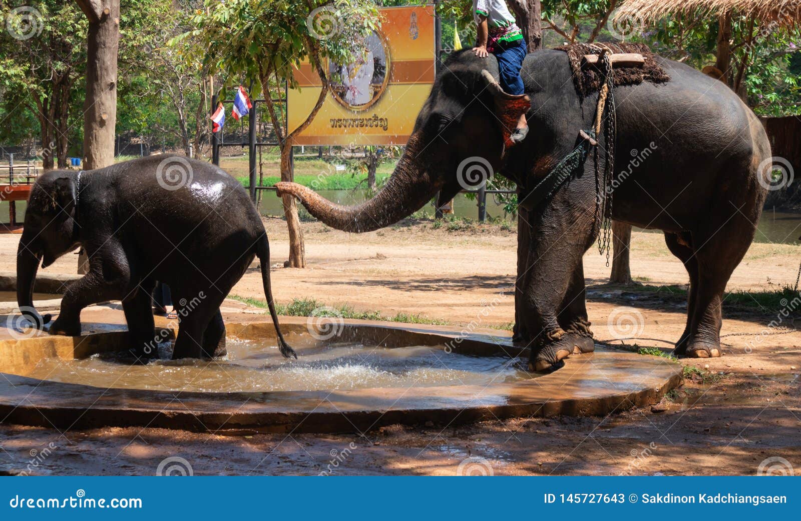 Thai Elephant in Elephant Conservation Center Editorial Stock Photo ...