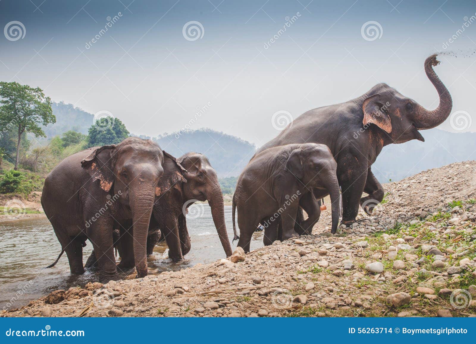 Thai Elephant Leaving River Stock Photo - Image of elephant, cleaning ...