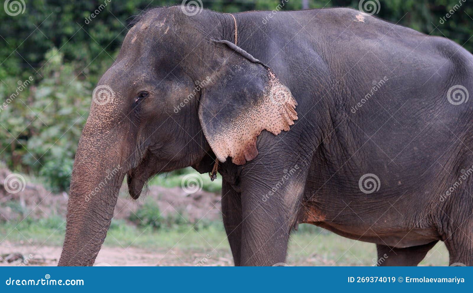 Thai Elephant Resting and Grazing in Jungle Stock Image - Image of ...