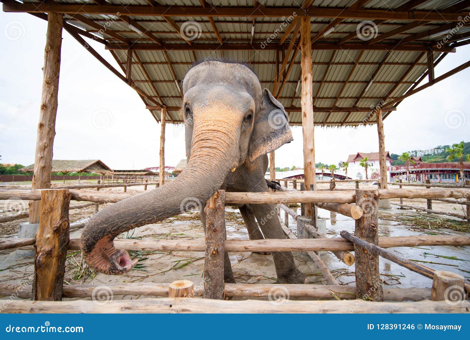 Thai Elephant in Wood Stall at Zoo Stock Photo - Image of feed, thai ...