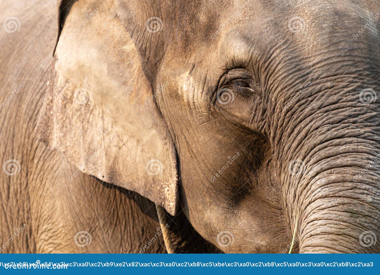 Headshot Elephant Head Thai Elephant in Elephant Farm Stock Image ...