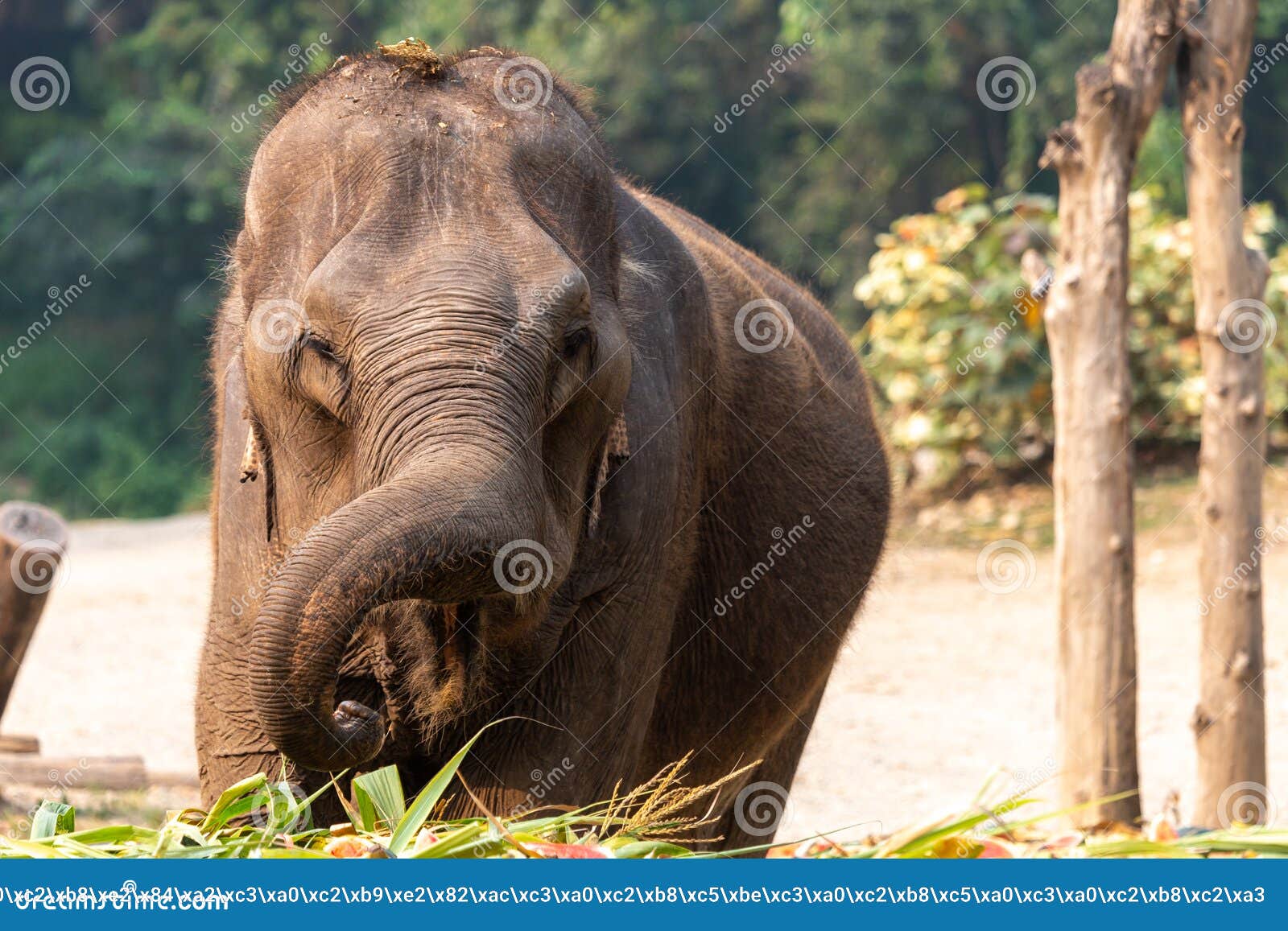Headshot Elephant Head Thai Elephant in Elephant Farm Stock Image ...