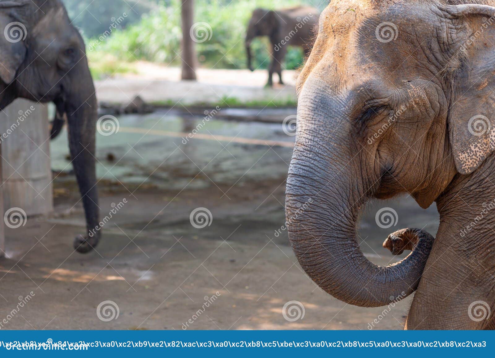 Headshot Elephant Head Thai Elephant in Elephant Farm Stock Photo ...
