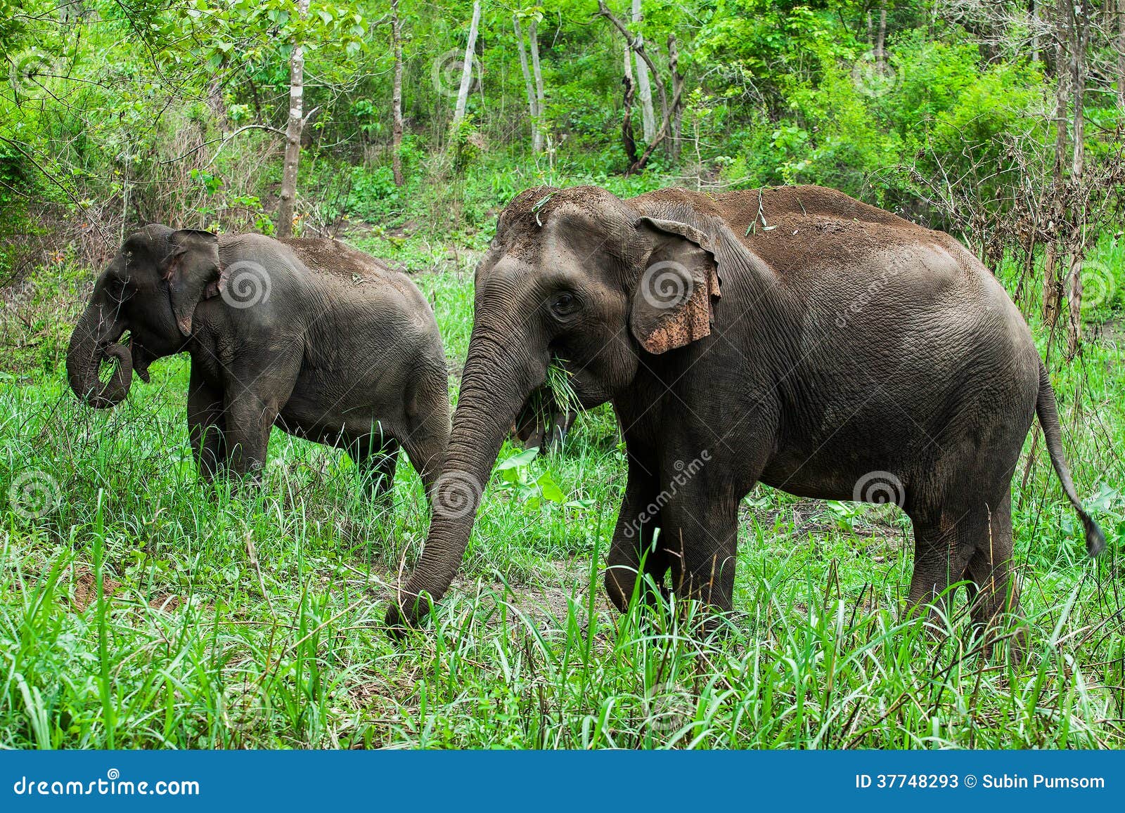 Thai elephants. stock image. Image of outdoor, nature - 37748293