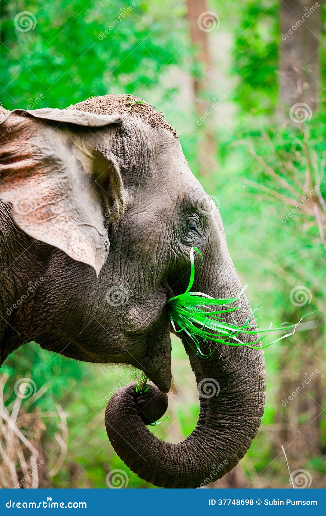 Thai elephants. stock photo. Image of enormous, thai - 37748698