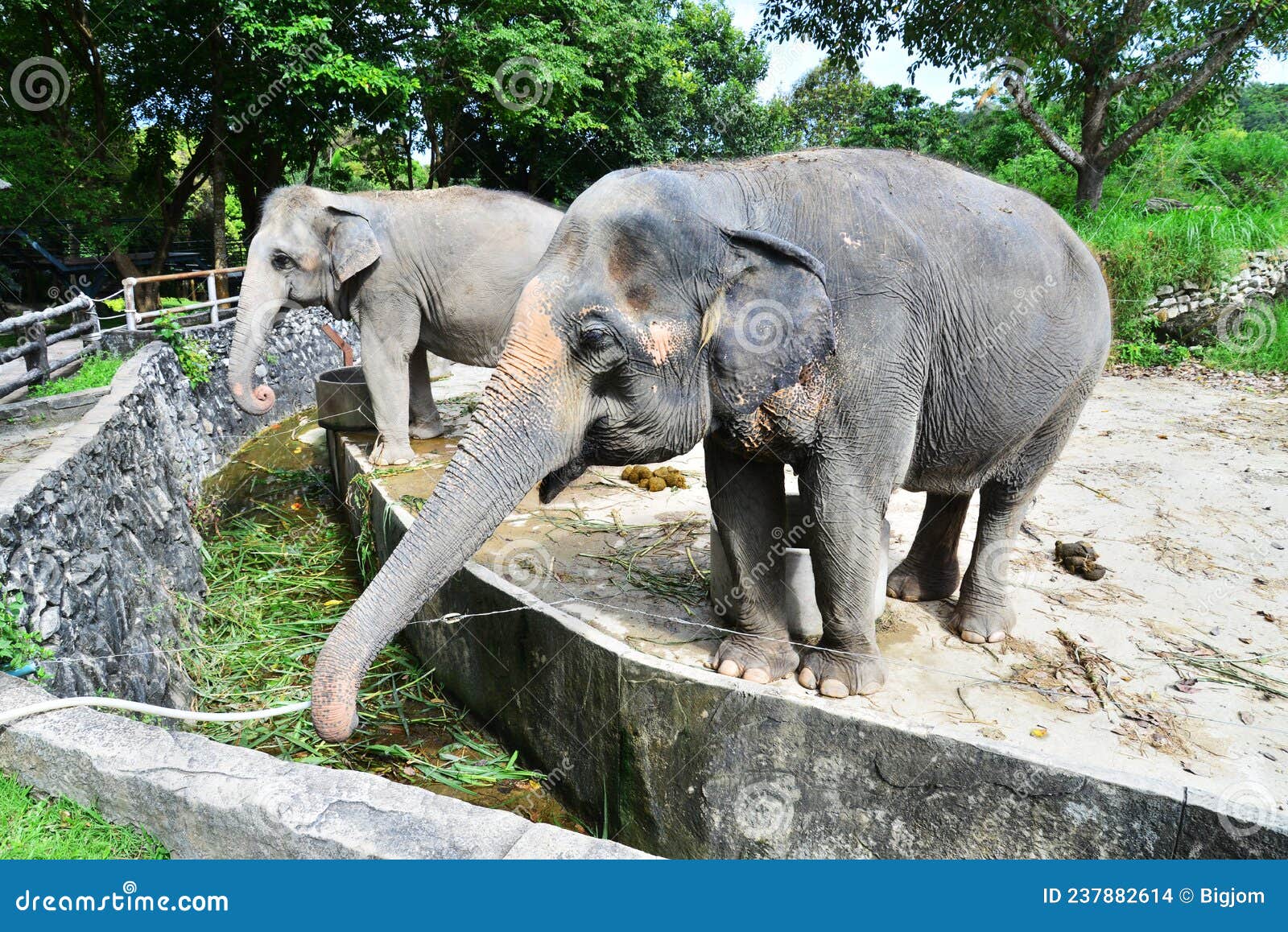 Thai Elephants in the Zoo of Thailand Stock Photo - Image of animal ...