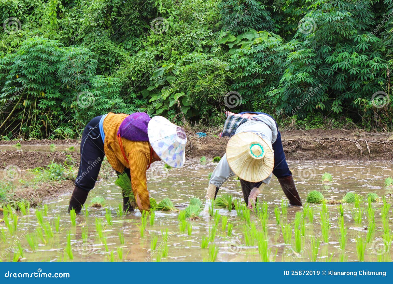 Thai Famers Planting the Seeding of Rice Editorial Stock Image - Image ...