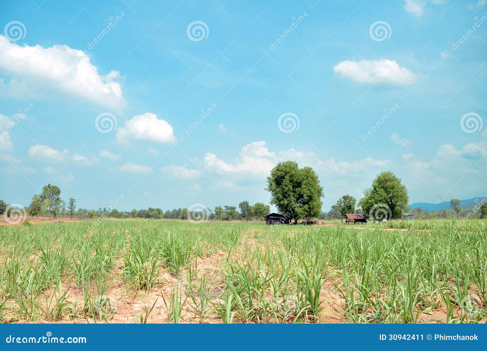 Thai farm stock image. Image of foliage, nature, agriculture - 30942411