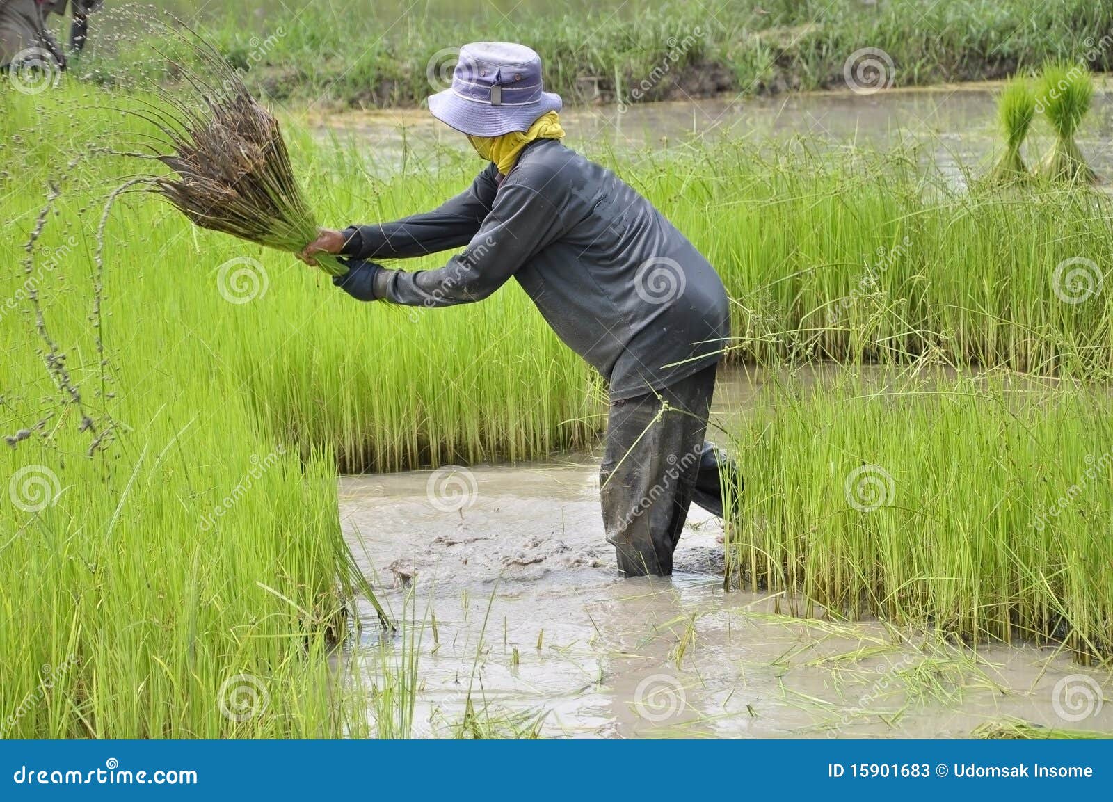 Thai farmer editorial stock photo. Image of paddy, countryside - 15901683