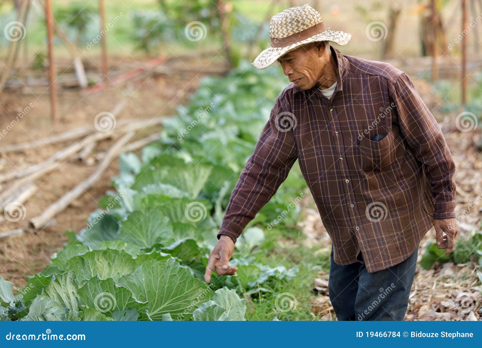Thai farmer stock photo. Image of lush, organic, nature - 19466784