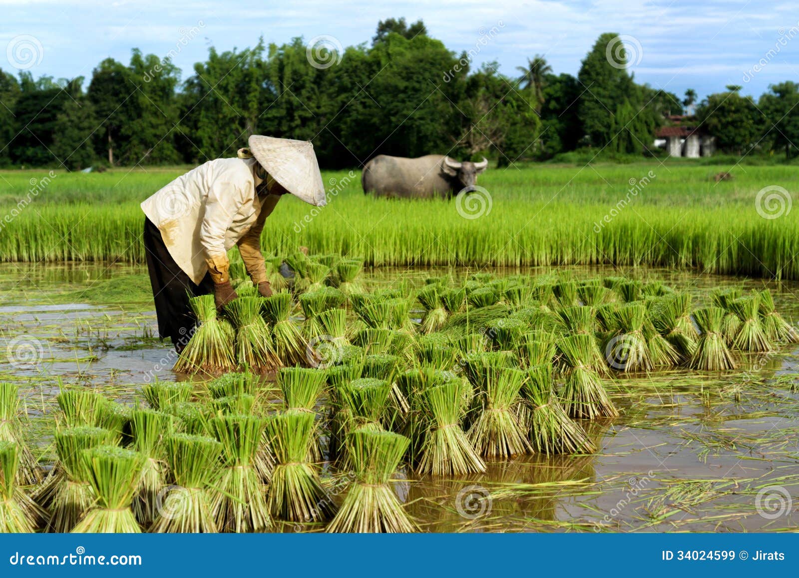 Thai Farmer with Buffalo stock image. Image of nature - 34024599