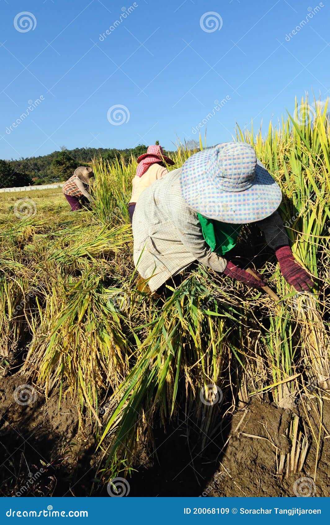 Thai Farmer Cutting Rice in Filed. Stock Image - Image of rice, scythe ...