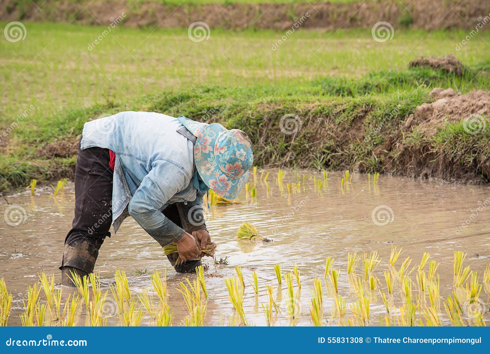 Thai Farmer is Doing Rice Farming. Stock Photo - Image of field ...