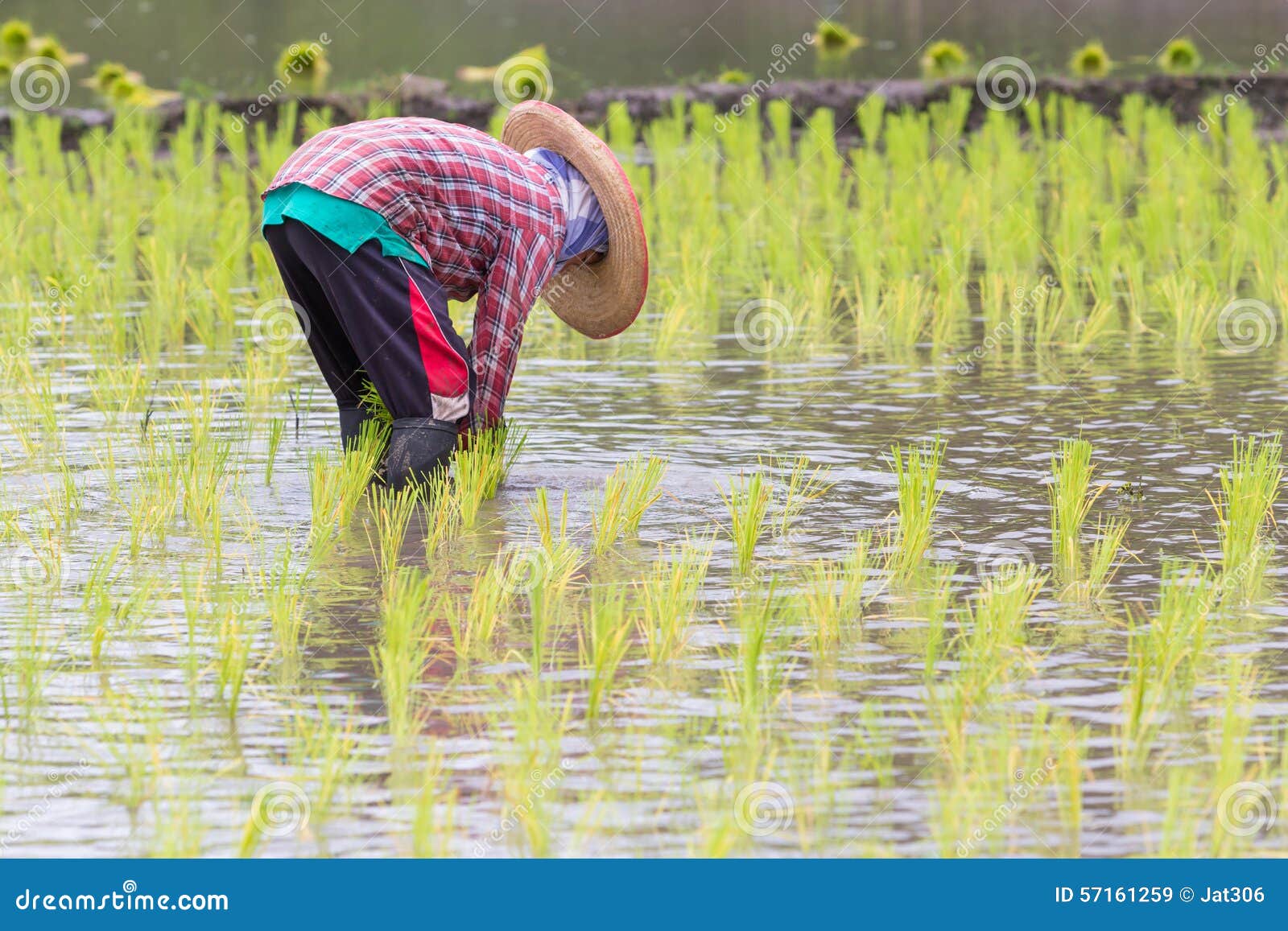 Thai farmer growing rice stock image. Image of harvest - 57161259