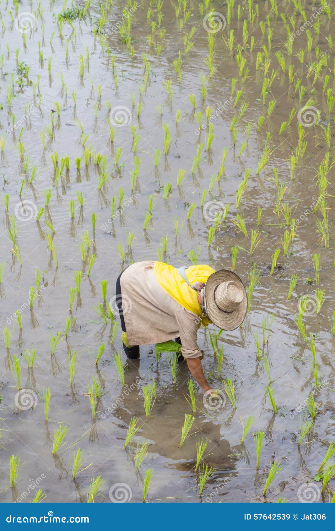 Thai farmer growing rice stock image. Image of labor - 57642539