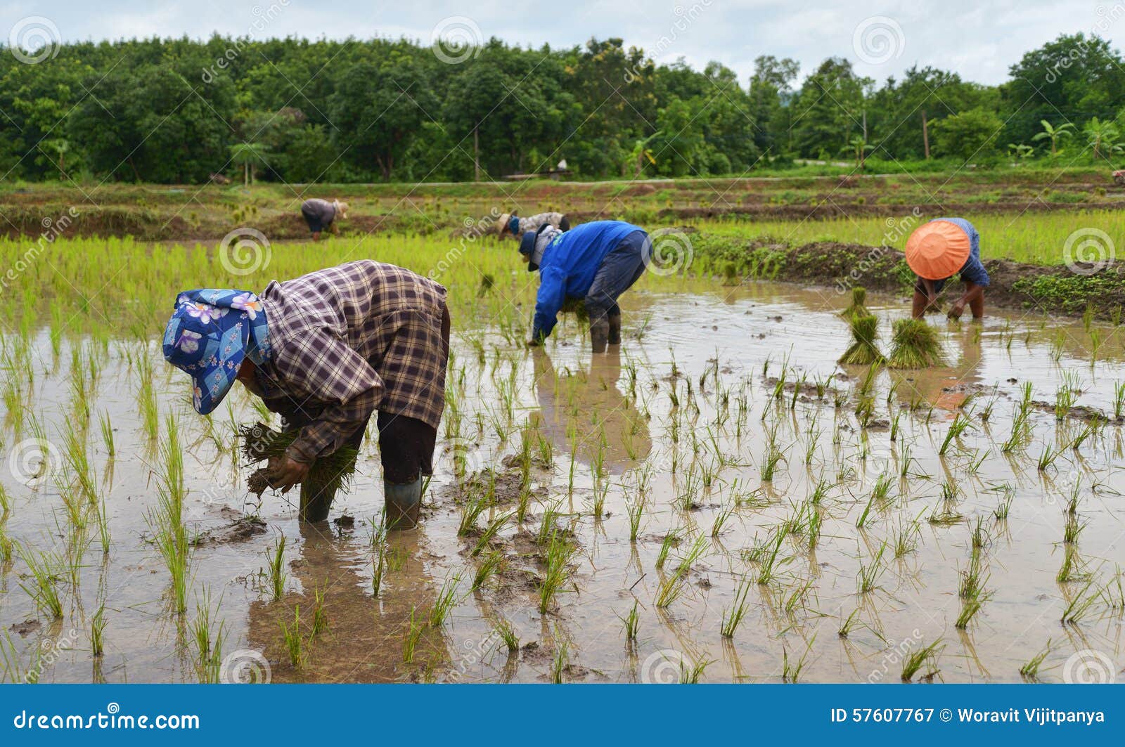 Thai farmer growing rice stock image. Image of growing - 57607767