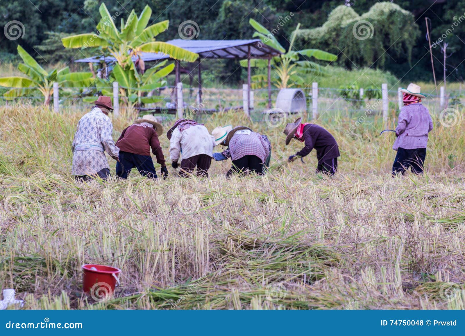 Thai Farmer Harvest Rice in Field Editorial Stock Photo - Image of ...