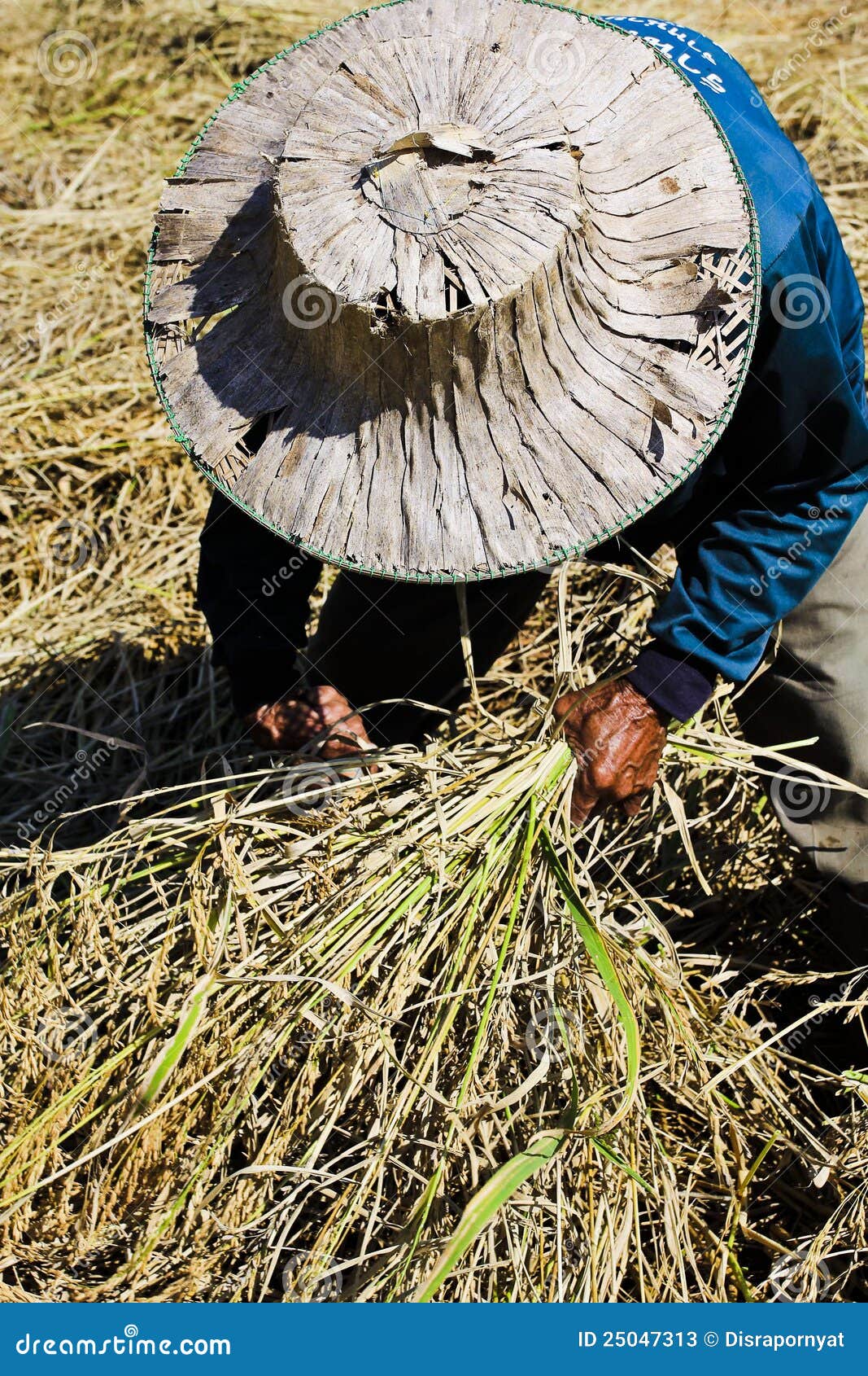 Thai Farmer Harvesting Rice Editorial Stock Photo - Image of local ...