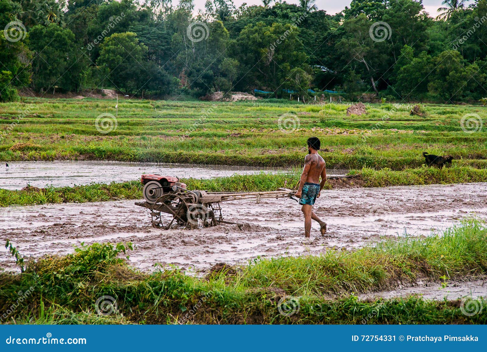 Thai Farmer Make Soil Preparation for Rice Editorial Photo - Image of ...