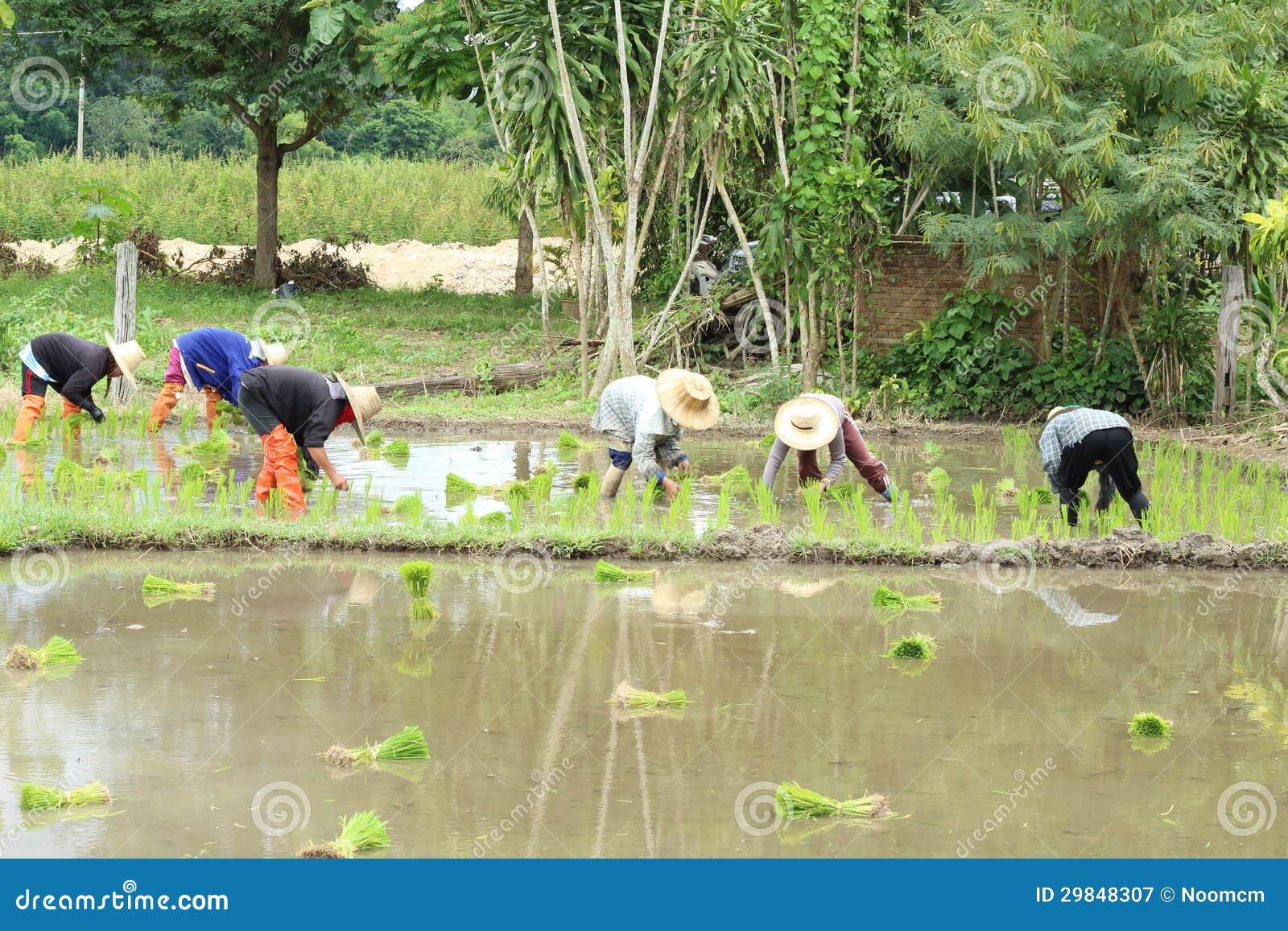Thai farmer planting stock image. Image of cultivation - 29848307
