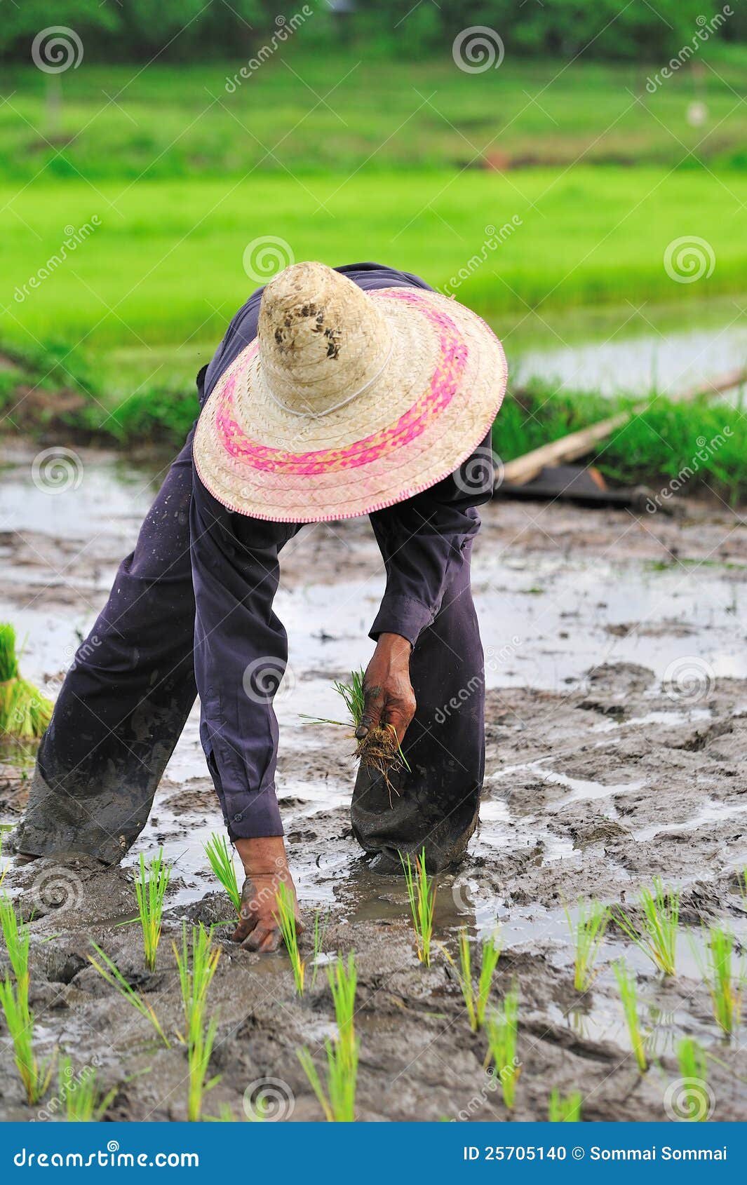 Thai Farmer Planting on the Paddy Rice Farm Stock Photo - Image of ...