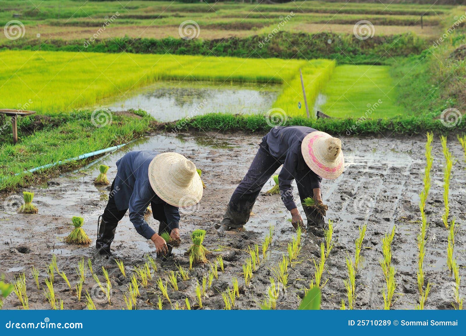 Thai Farmer Planting on the Paddy Rice Farm Stock Image - Image of ...