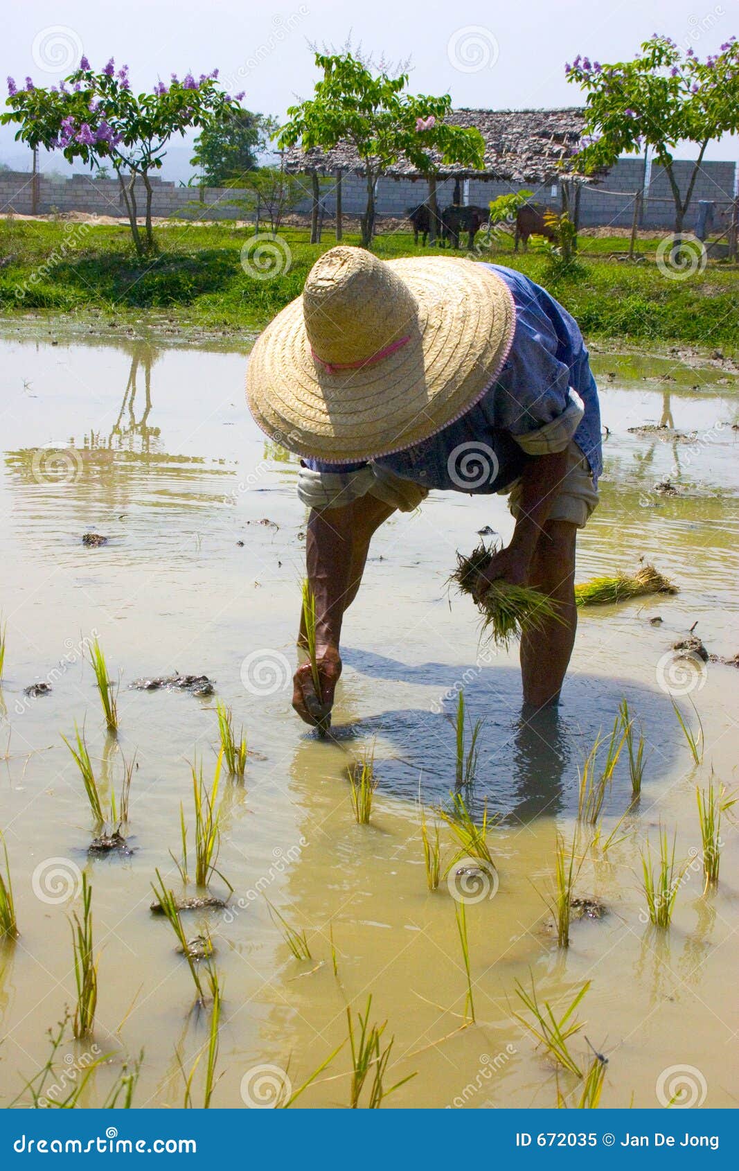 Thai Farmer planting rice stock image. Image of riceplants - 672035