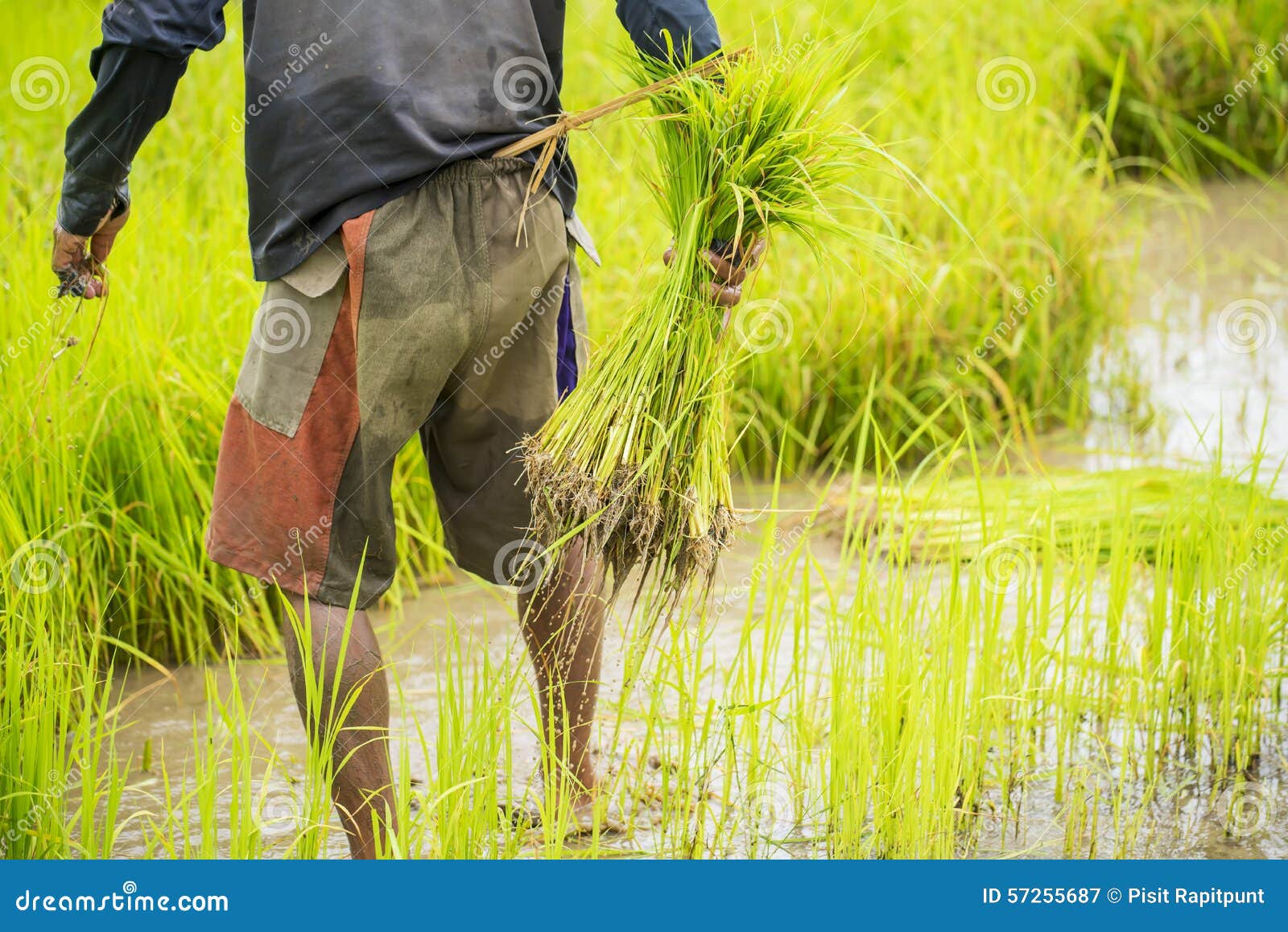 Thai Farmer Planting Rice in the Farm. Stock Image - Image of field ...