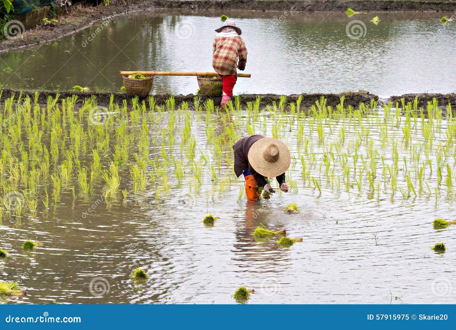 Thai farmer planting rice editorial image. Image of rice - 57915975