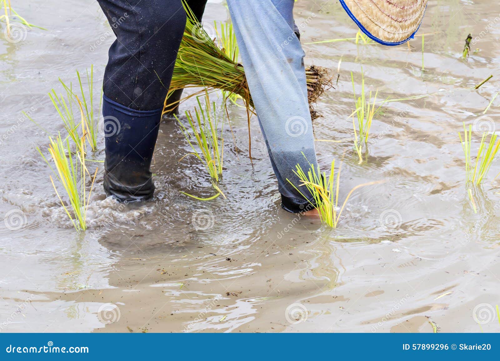 Hand Planting An Olive Tree, Serie, Circa 1946 Editorial Photo ...