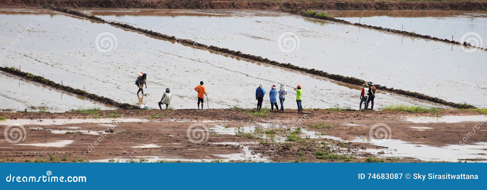 Thai Farmer Preparing Land for Seedbed. Rice Field with Water. Pattern ...