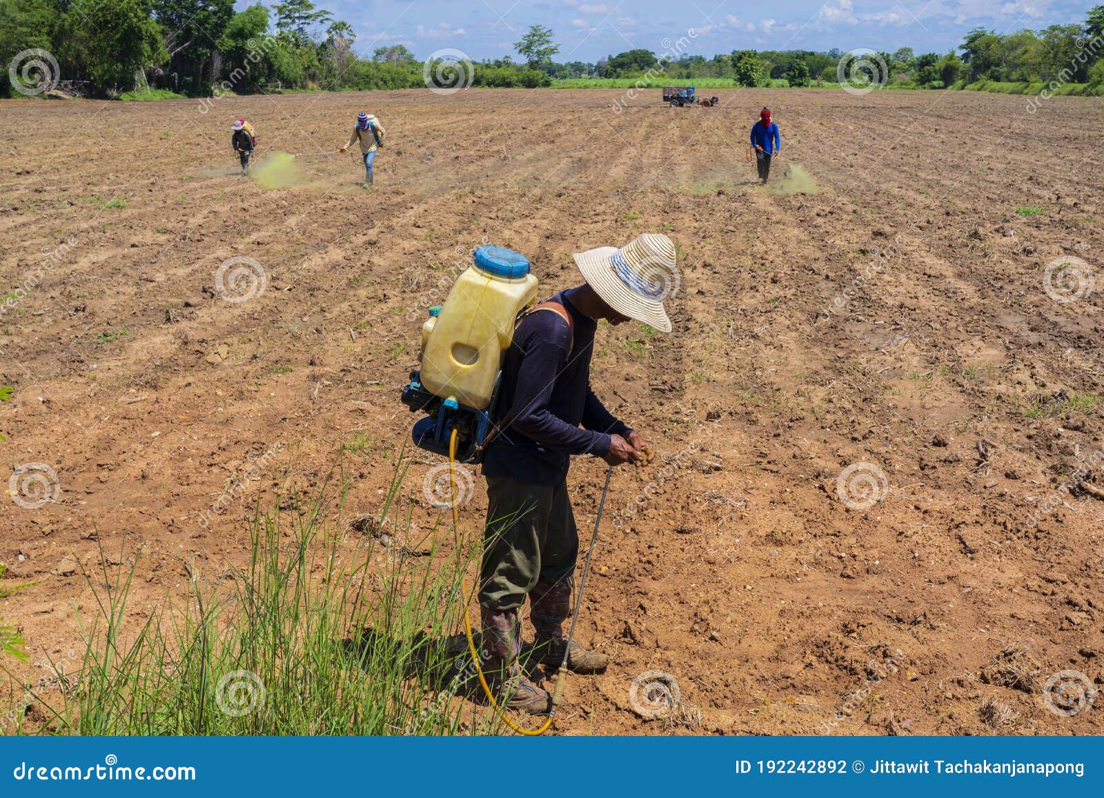 Thai Farmer Spraying Insecticide in Rice Field Stock Photo - Image of ...