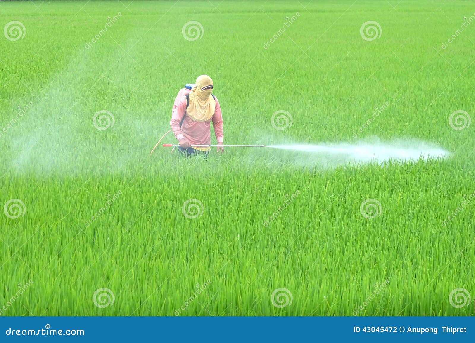 A Thai Farmer is Spraying Insecticides in Field. Stock Photo - Image of ...