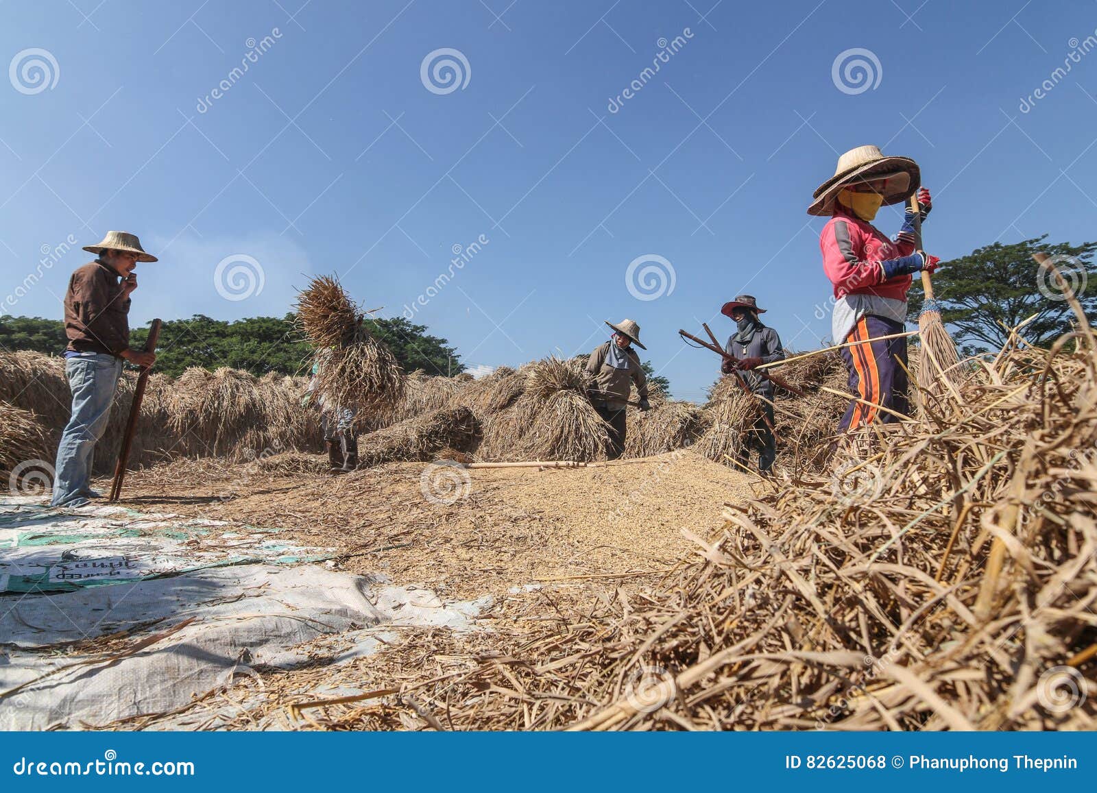 Thai Farmer Threshing by Beating Rice To Separate Seed. Editorial Stock ...