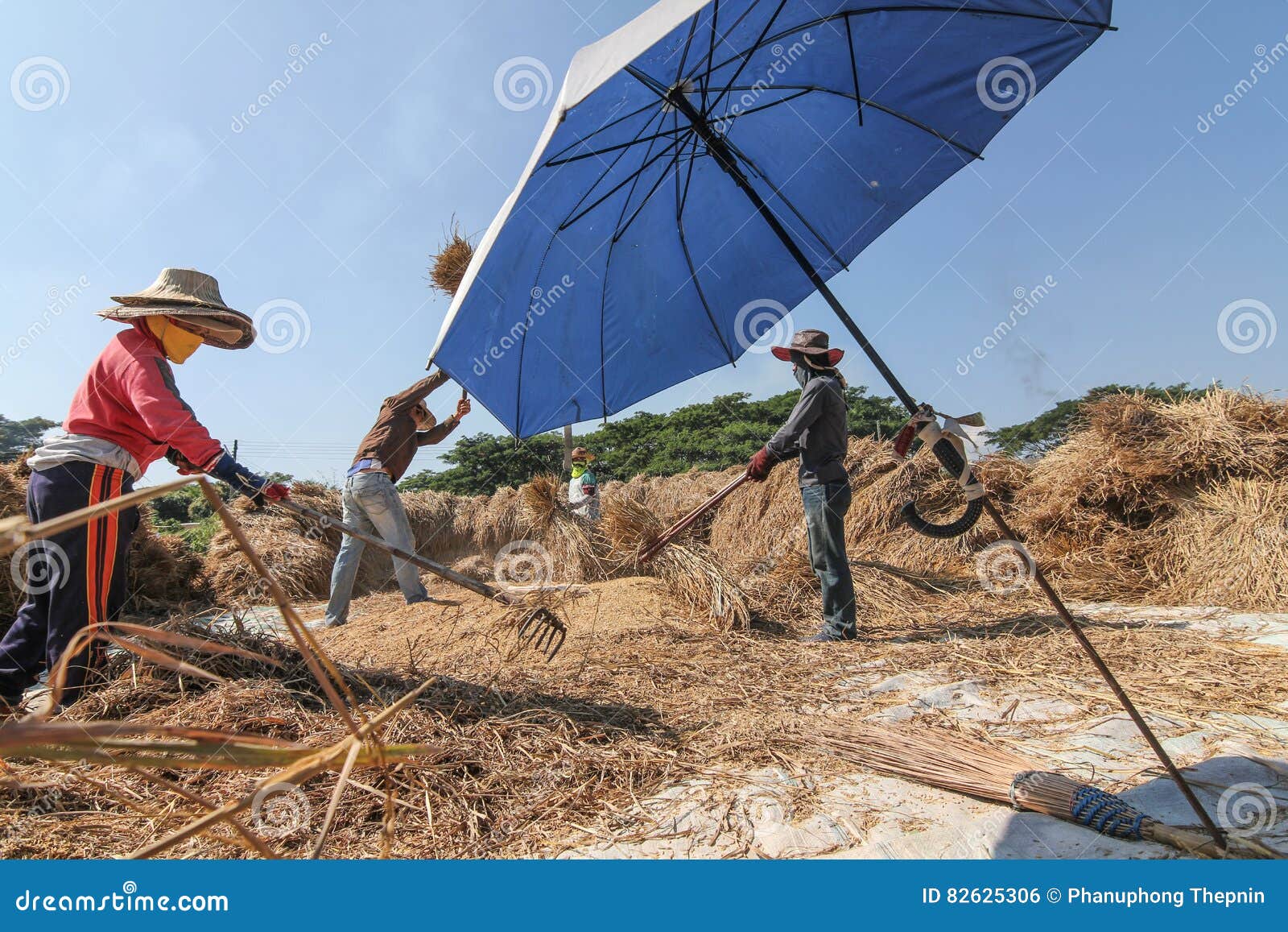 Thai Farmer Threshing by Beating Rice To Separate Seed. Editorial Photo ...