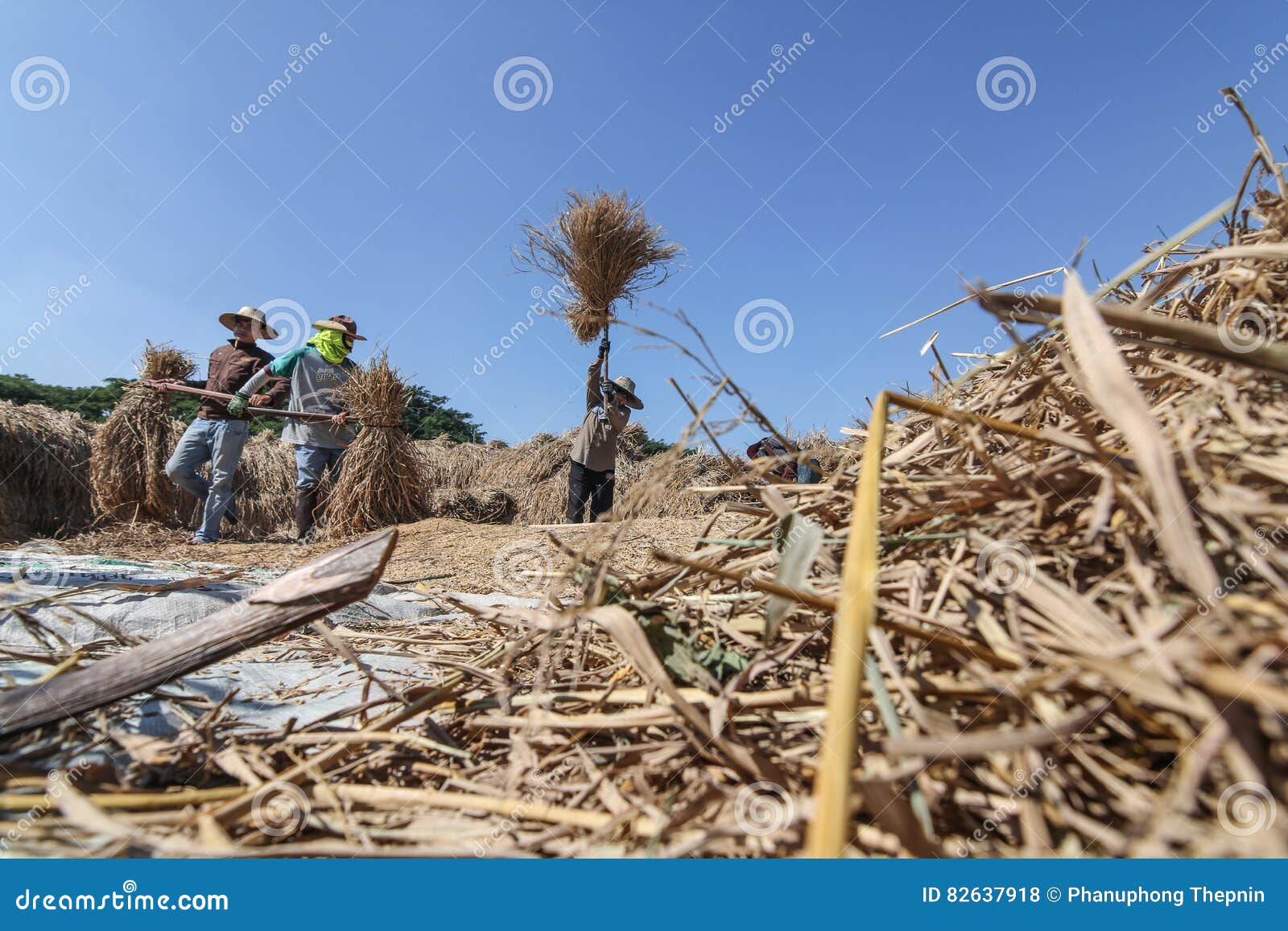 Thai Farmer Threshing by Beating Rice To Separate Seed. Editorial Stock ...