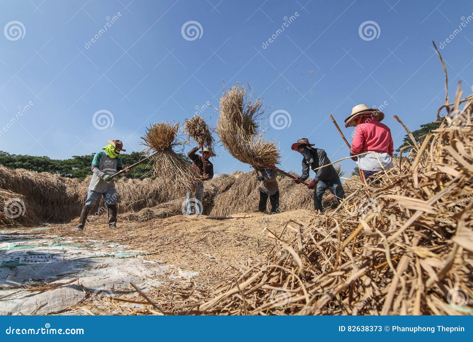 Thai Farmer Threshing by Beating Rice To Separate Seed. Editorial Stock ...