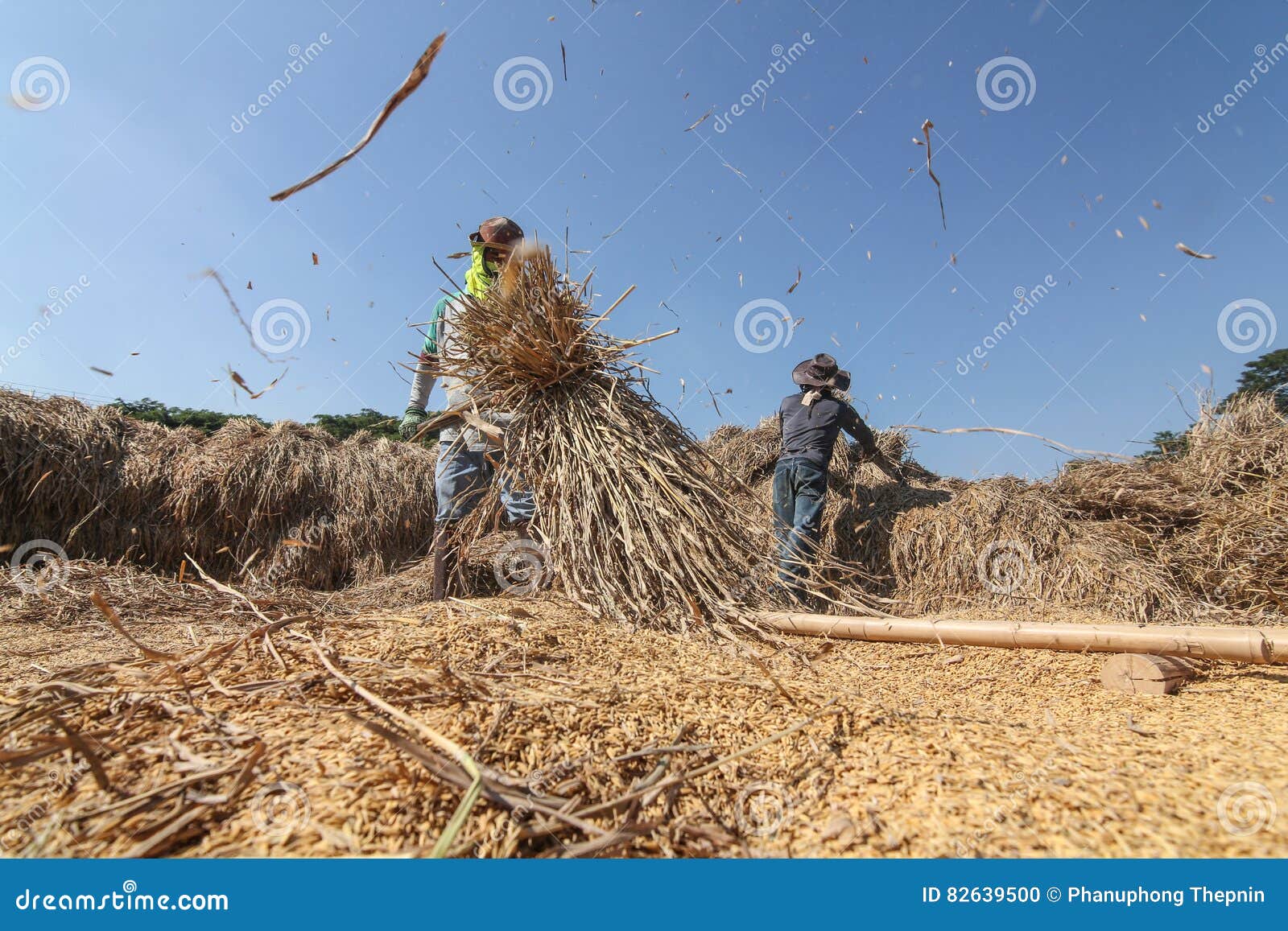 Thai Farmer Threshing by Beating Rice To Separate Seed. Editorial Image ...