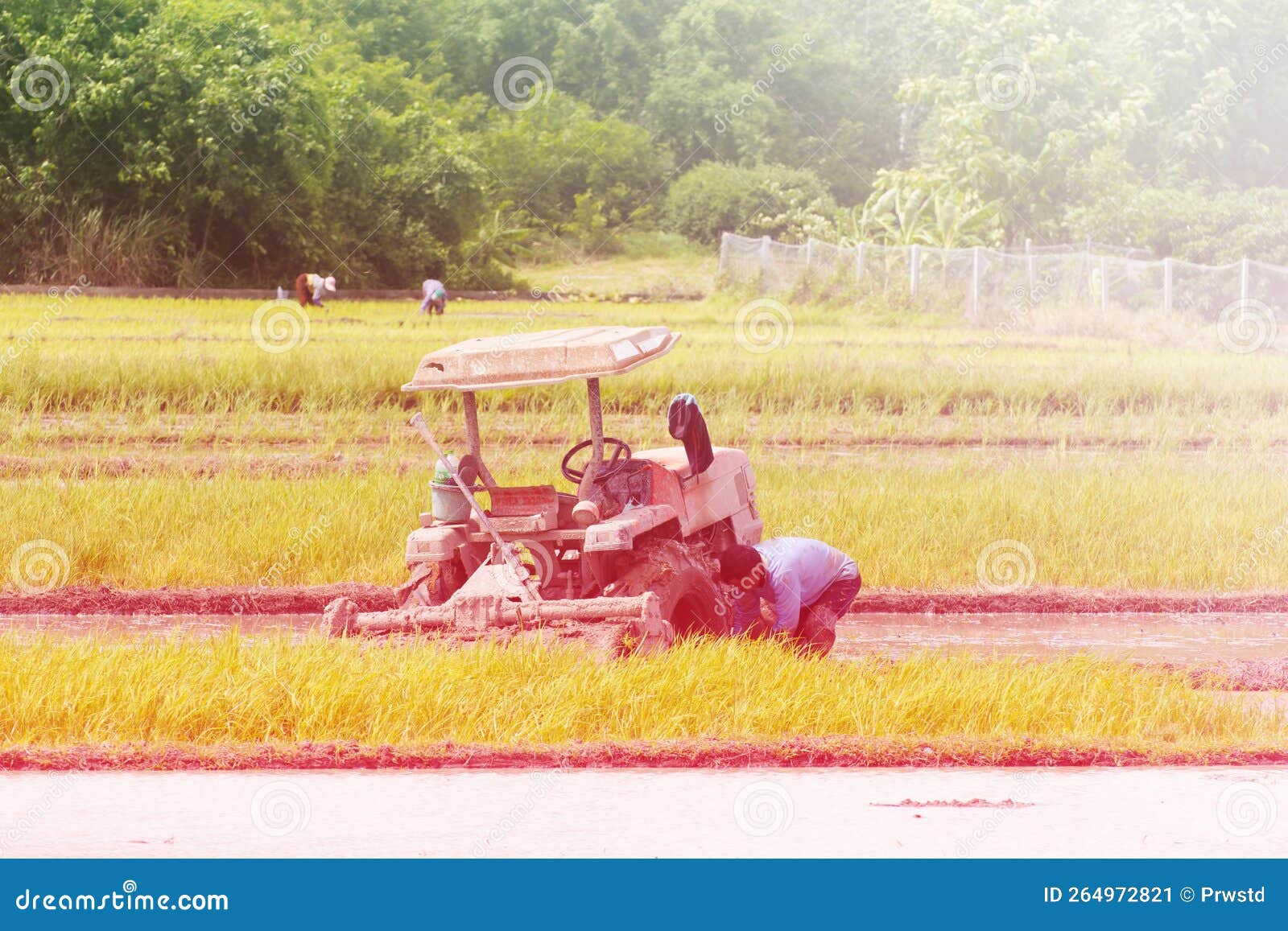 Thai Farmer with Tracktor in Rice Field Stock Image - Image of farm ...