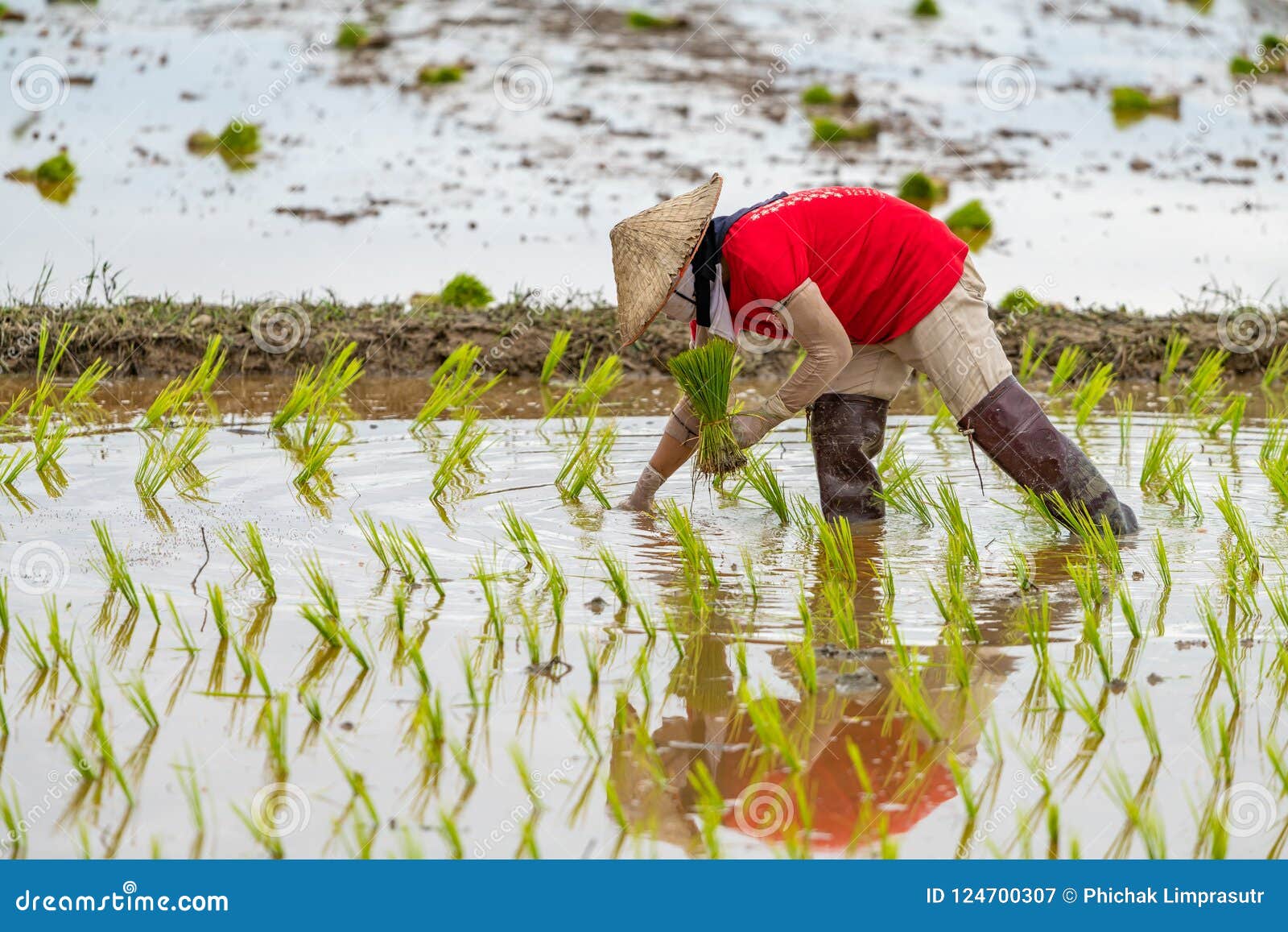 3,224 Paddy Seedlings Stock Photos - Free & Royalty-Free Stock Photos ...