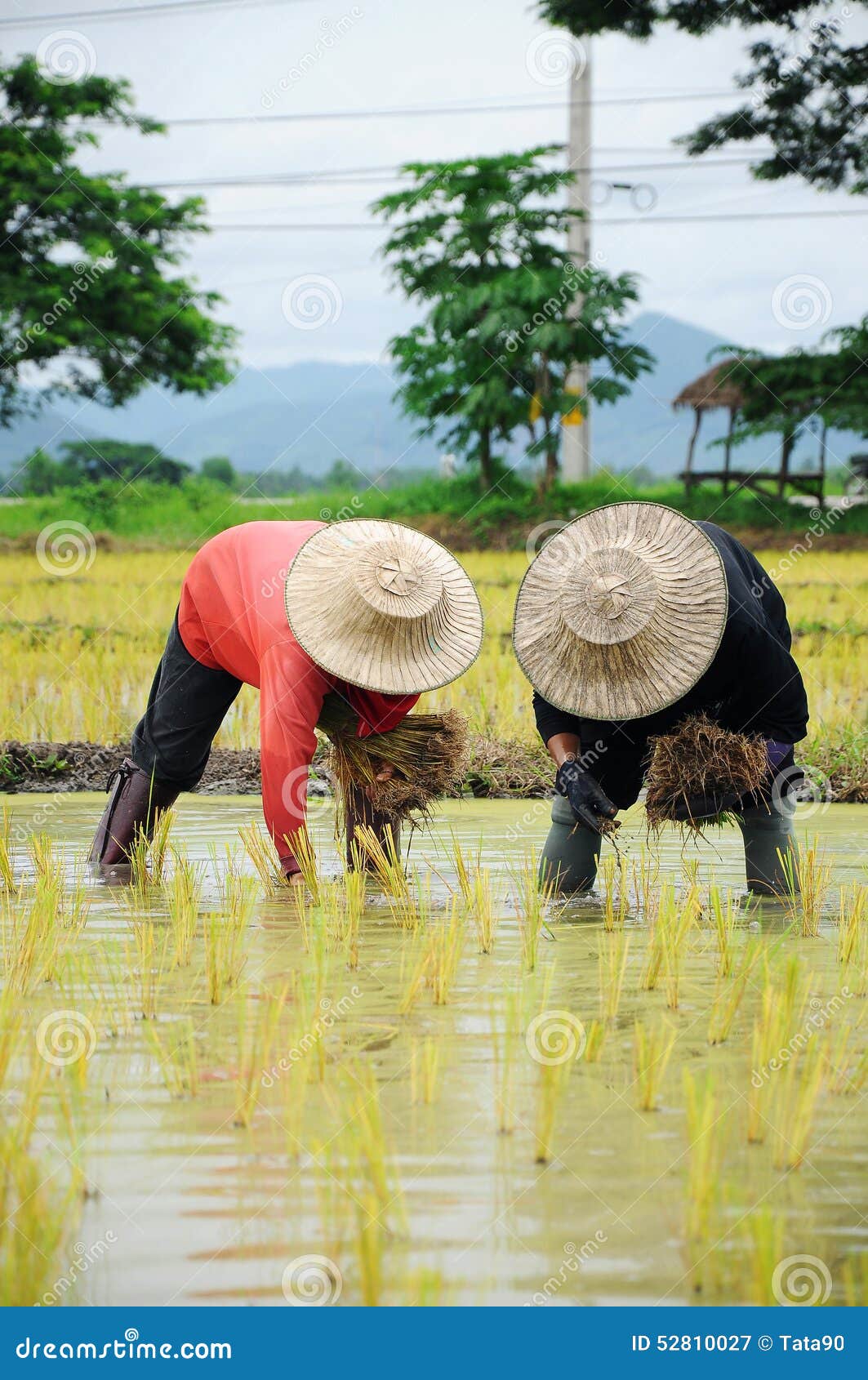 Thai Farmer stock image. Image of plant, breed, paddy - 52810027