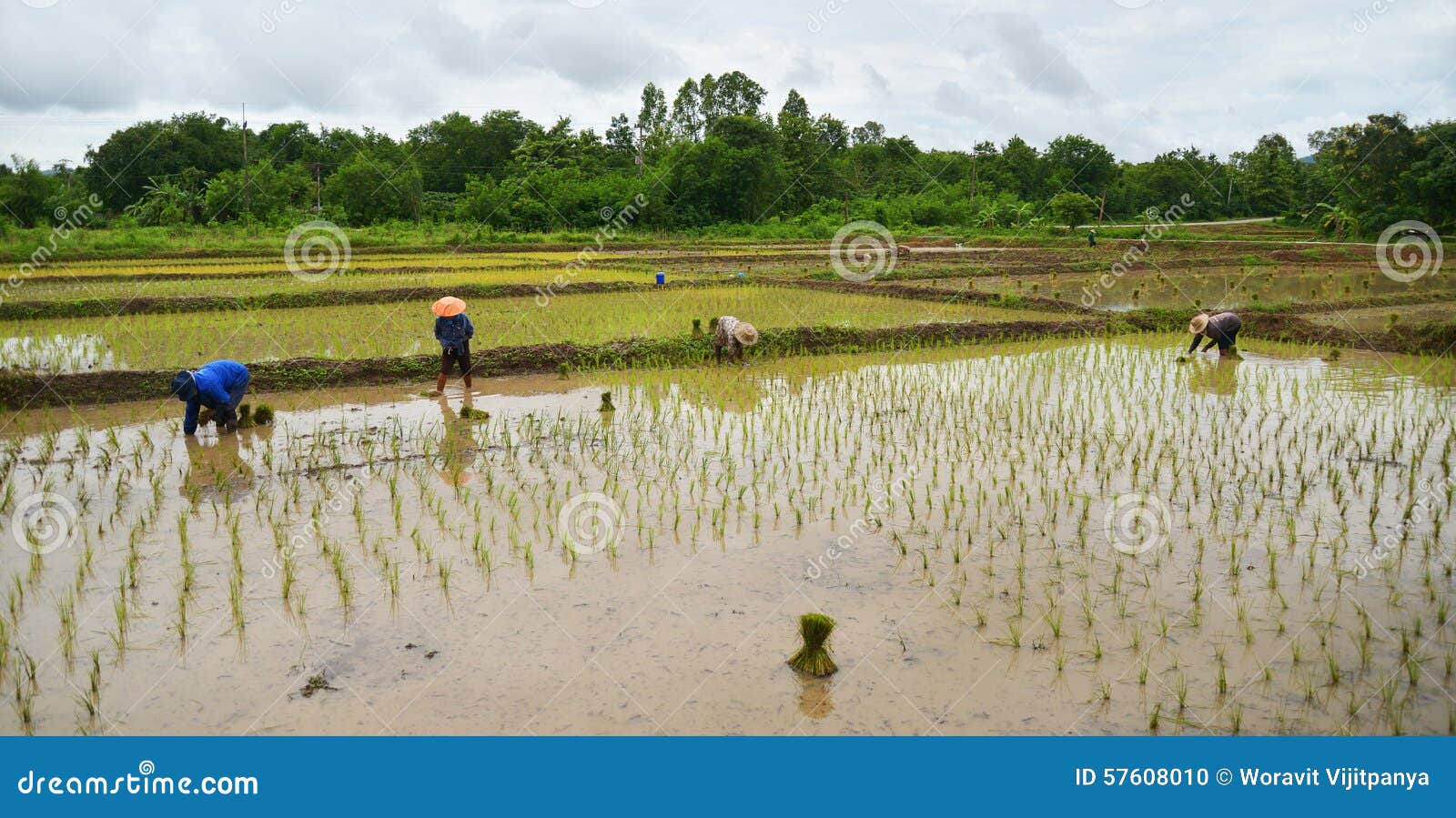 Thai farmer stock photo. Image of labor, farmland, agricultural - 57608010
